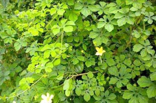 Cerasee benefits - All Woman