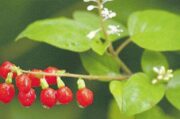 The benefits of dog blood bush for fertility - All Woman