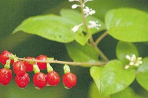 The benefits of dog blood bush for fertility - All Woman