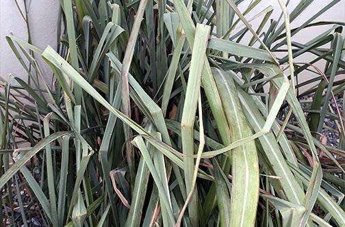 Fever grass: Uses in health, beauty - All Woman