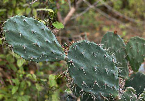 The tuna plant — for healthy hair, skin, digestion - All Woman
