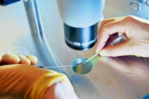 Women urged to freeze their eggs - Donor sperm also available for those ...