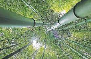Bamboo pulp mill to be established locally — BSJ - Jamaica Observer