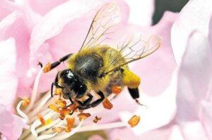Tokyo's Ginza district creates home for bees - Jamaica Observer