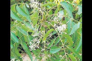 The wonders of neem - Jamaica Observer