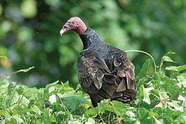 Preserve the John Crow - Jamaica Observer