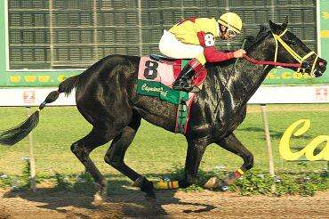 High Society stuns field in Dawes Mem - Jamaica Observer