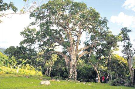 Maroons gather to celebrate 275-year-old peace treaty - Jamaica Observer