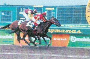 Run Papa Run Winner of the St Leger in 2004 - Jamaica Observer