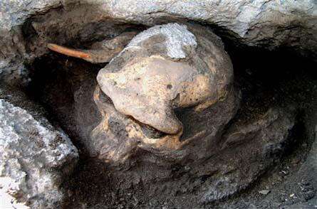 1.8m year-old skull gives glimpse of our evolution - Jamaica Observer
