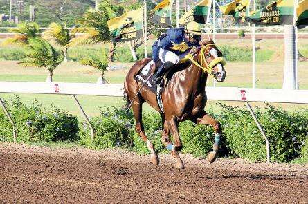 Bigman In Town loses win record in Trinidad - Jamaica Observer