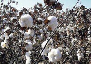 The West Indian Sea Island Cotton saga - Jamaica Observer