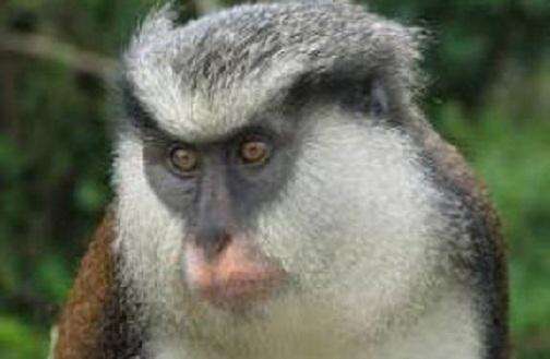 Grenada’s Mona Monkey population under threat - Jamaica Observer