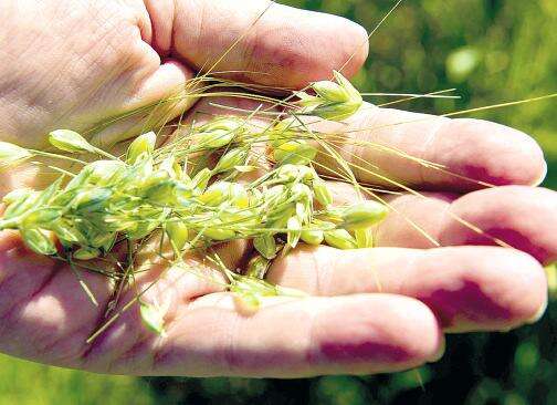 Genetic blueprint for wheat deciphered - Jamaica Observer