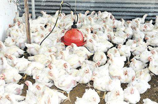 Poultry sector continues on growth path – Green - Jamaica Observer