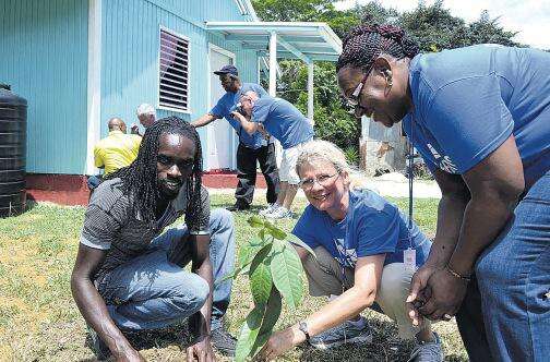 A home and two trees - Jamaica Observer