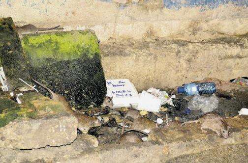 Rats, rats in New Kingston - Jamaica Observer