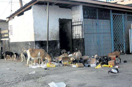 Hanover Parish Council to pound, shoot stray animals - Jamaica Observer