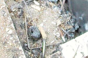 Video: KSAC to probe grave allegations at May Pen Cemetery - Jamaica ...