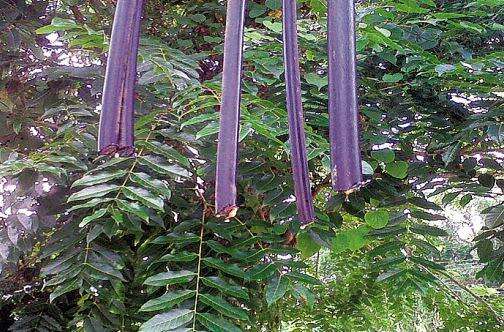 Cable theft could affect rural Internet penetration, says LIME ...