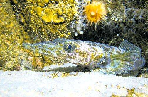 Antarctic dragonfish UNDER THREAT - Jamaica Observer