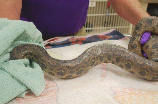 10-foot snake causes panic in Florida community - Jamaica Observer