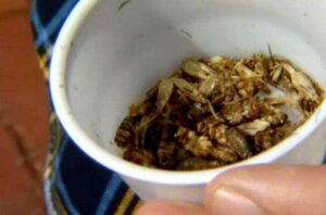 University of Connecticut serves roasted crickets - Jamaica Observer