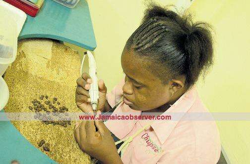 Chupse gives disabled another chance - Jamaica Observer