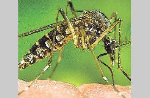 Operation: Mosquito Search & Destroy! - Jamaica Observer