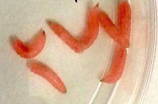 Genetically modified maggots could help human wound healing - Jamaica ...