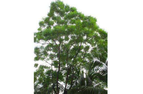 JMMB to plant 5,000 trees - Jamaica Observer