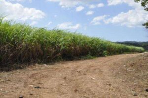 $800m to rehabilitate cane roads - Jamaica Observer