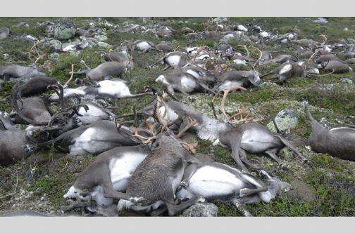 More than 300 reindeer killed by lightning in Norway - Jamaica Observer