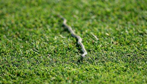 World’s smallest snake found in Martinique - Jamaica Observer