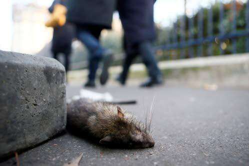 Rats! Paris fights back against rodent infestation - Jamaica Observer