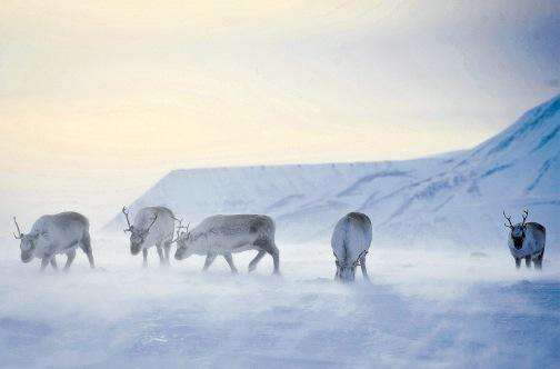 Scientists say reindeer may be shrinking due to warming - Jamaica Observer