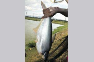 Massive Basa fish processing plant opens in St Elizabeth today; over ...
