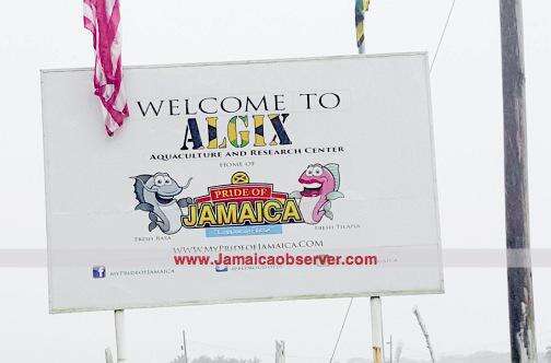 Algix Fisheries to expand - Jamaica Observer