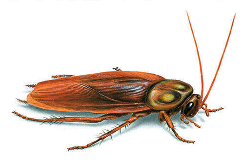 Indian doctor pulls live cockroach from woman's skull - Jamaica Observer