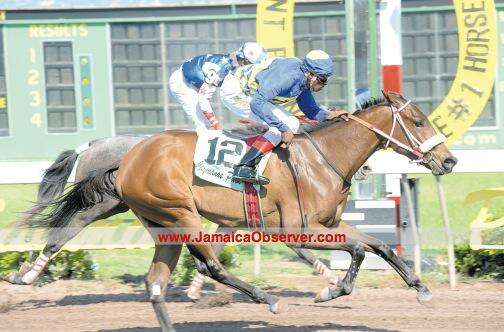Lightning Lily delivers for Lakeland Farms - Jamaica Observer