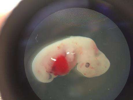 Scientists take first steps to growing human organs in pigs - Jamaica ...
