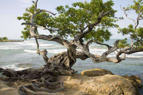 Everywhere you turn, tax macca juck you - Jamaica Observer