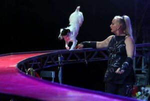 Suarez Brothers Circus opens in Kingston this Friday - Jamaica Observer