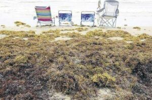 Excessive seaweed poses no threat to environment, says NEPA - Jamaica ...
