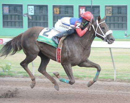 Bilingual takes Sweet Ruckus - Jamaica Observer