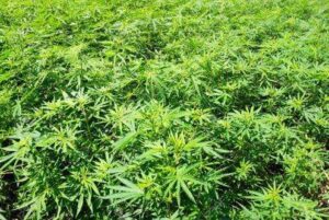 Legalised ganja: a rarity around the world - Jamaica Observer