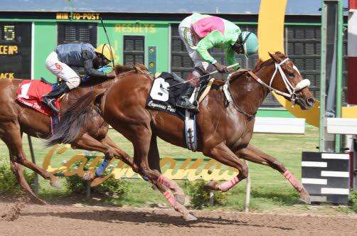 Shane Ellis at his best - Jamaica Observer