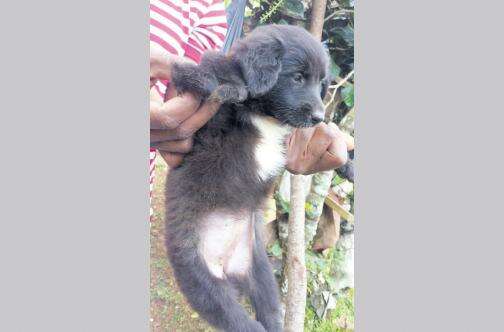 PHOTO: Rare 'feet' - Jamaica Observer