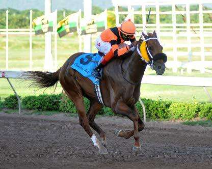 Put your money on Sir Budget in Overnight Allowance feature - Jamaica ...