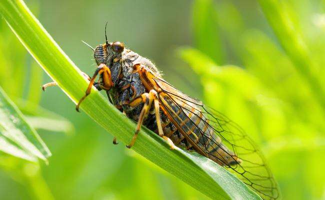 Tourists complain French cicadas are 'too loud' - Jamaica Observer